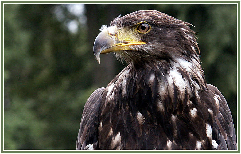 Greif Foto & Bild | tiere, wildlife, wild lebende vögel Bilder auf ...
