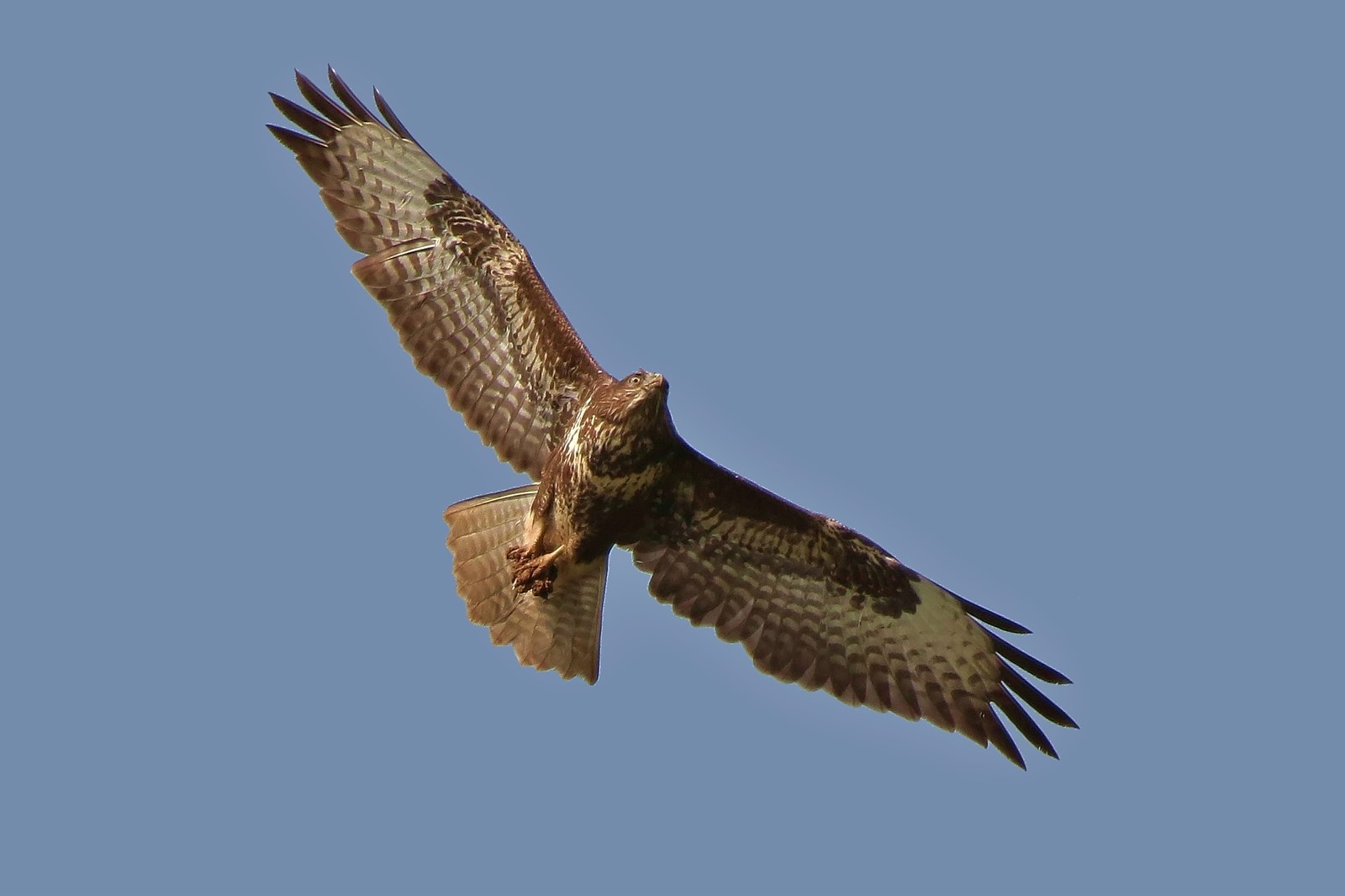 Greif Foto & Bild | tiere, wildlife, wild lebende vögel Bilder auf ...