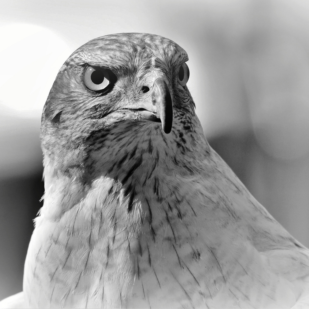 Greif Foto & Bild | natur, tiere, vögel Bilder auf fotocommunity