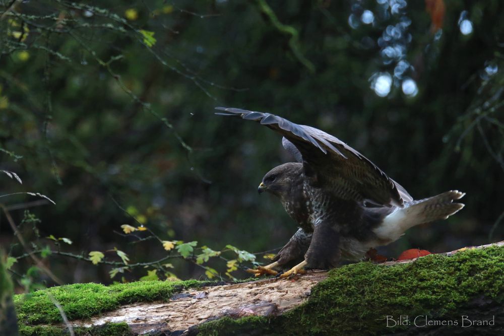 Greif im Herbstwald Foto & Bild | tiere, wildlife, wild lebende vögel ...