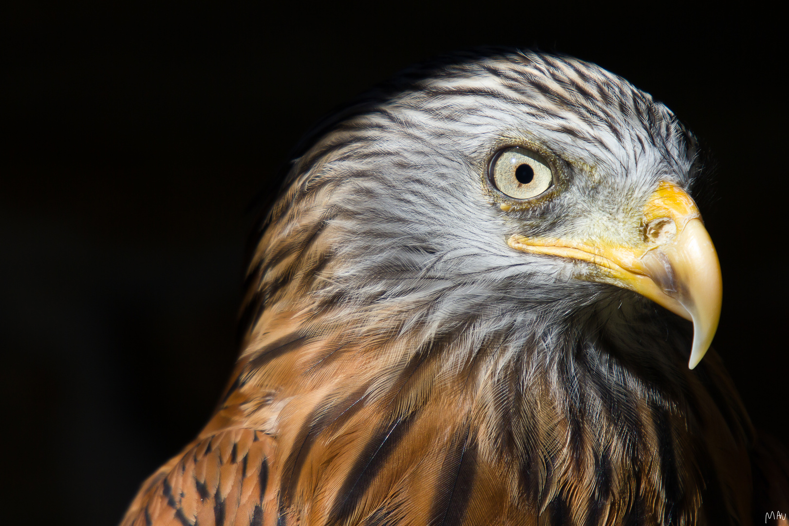 Greif Kopf Foto & Bild | tiere, zoo, wildpark & falknerei, vögel Bilder ...
