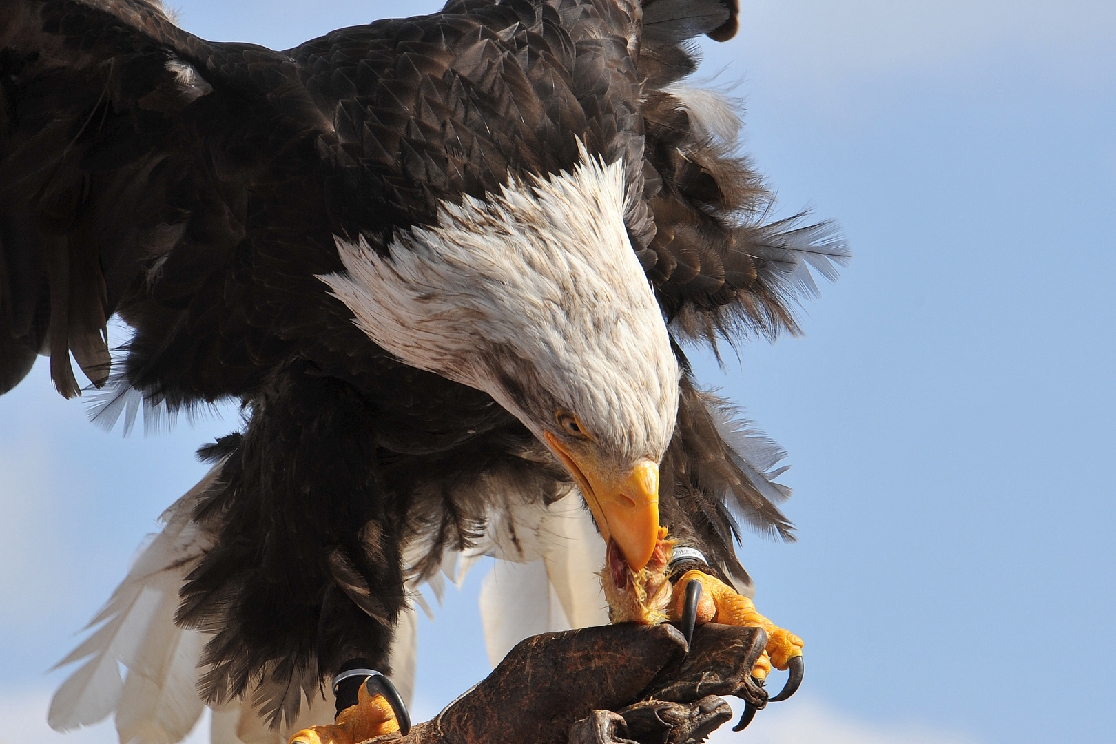 Greif-Vogel-Flugschau, Photokina 2014 Foto & Bild | tiere, zoo ...