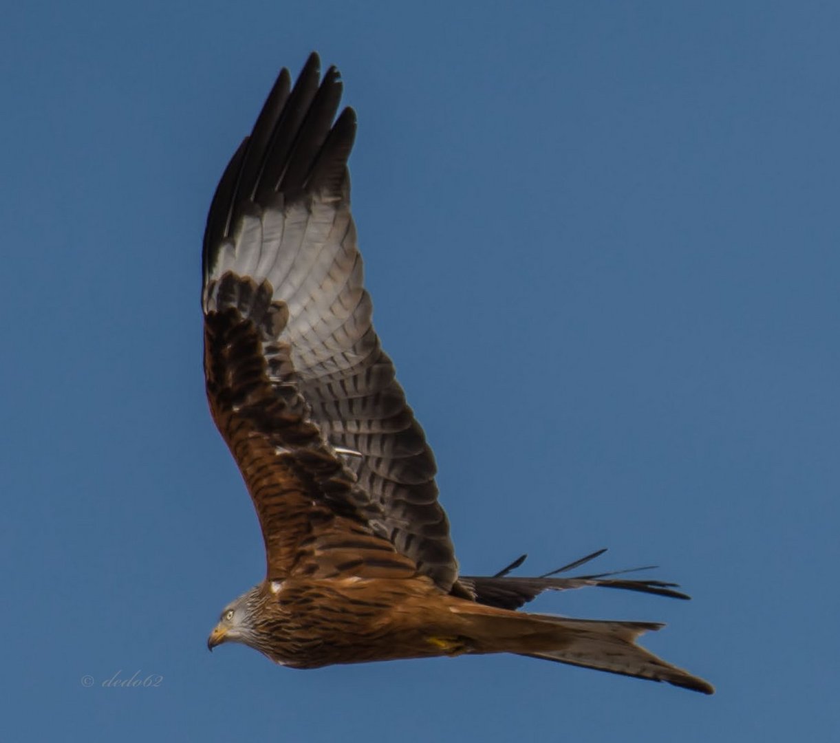 Greifer Foto & Bild | tiere, wildlife, wild lebende vögel Bilder auf ...