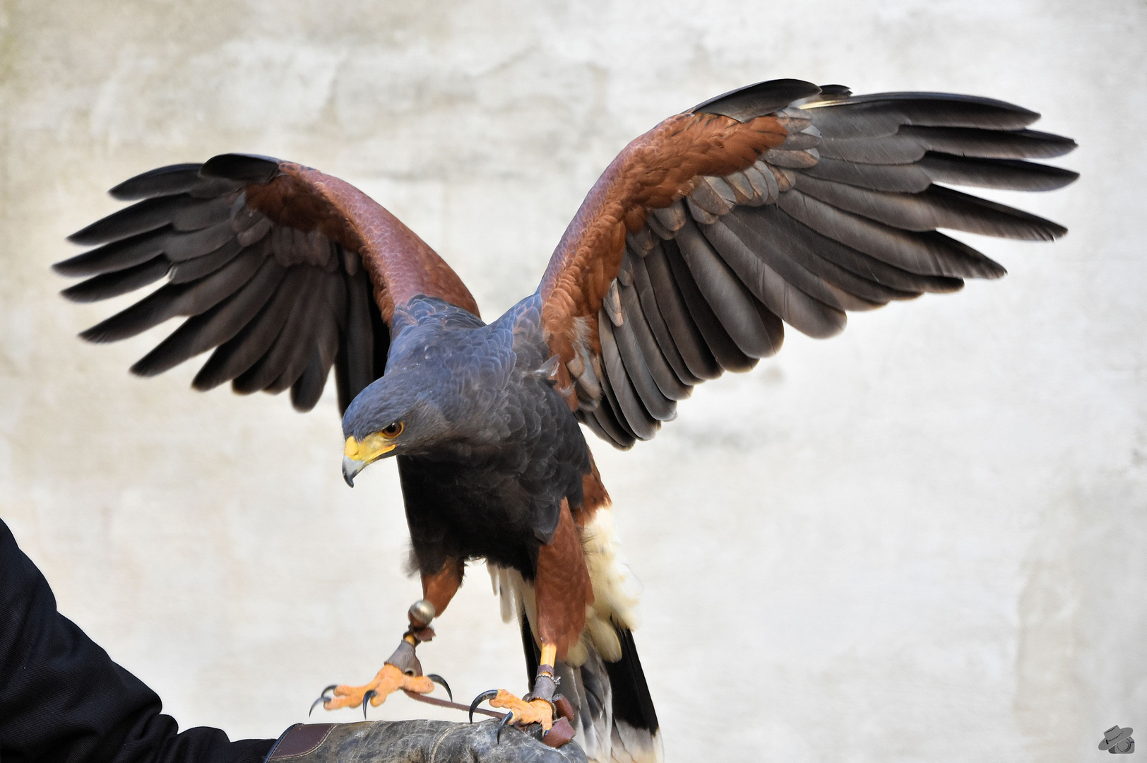 Greifvögel 7 Foto & Bild | natur, zoo, tiere Bilder auf fotocommunity