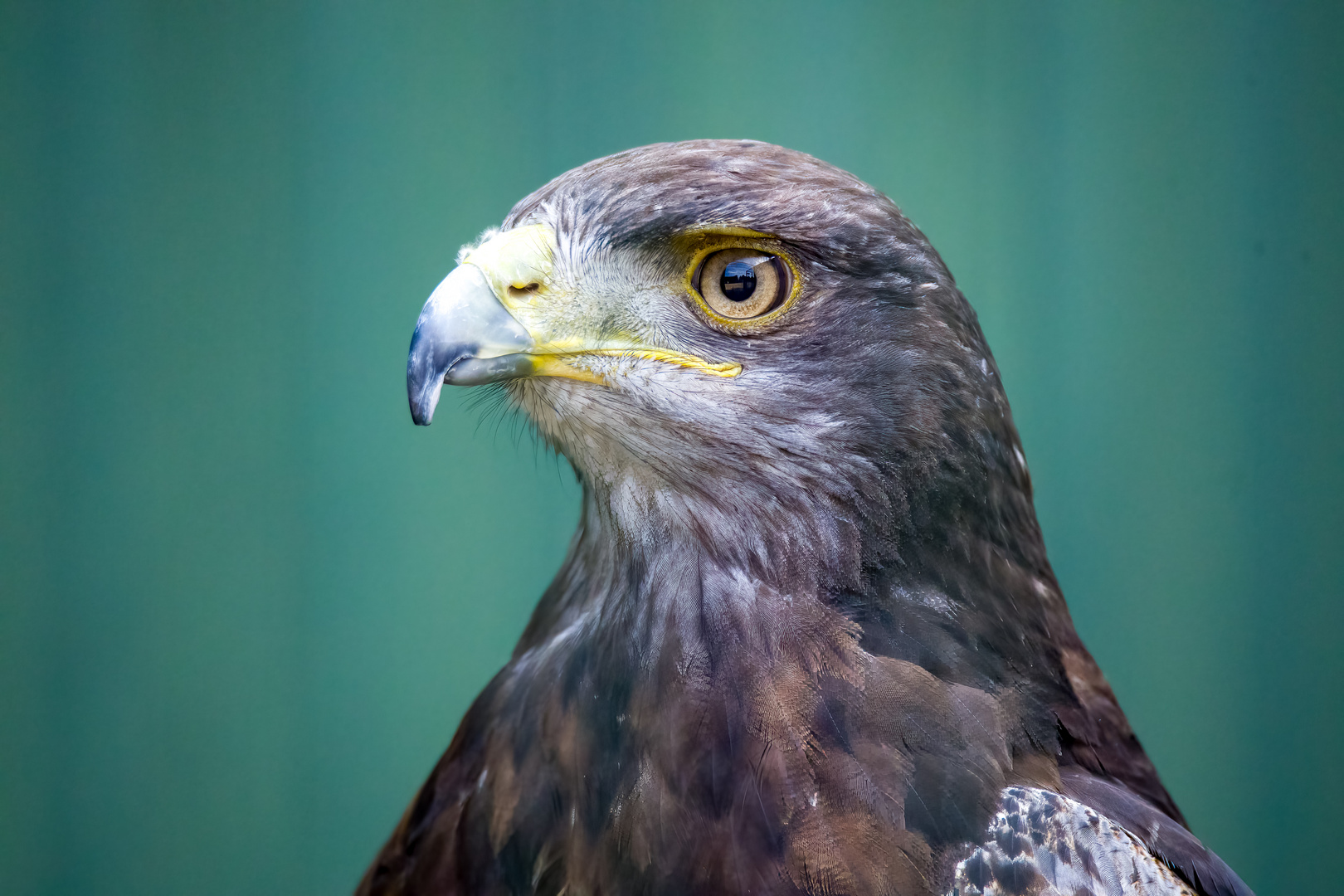 Greifvögel Foto & Bild | tiere, zoo, wildpark & falknerei, vögel Bilder auf fotocommunity