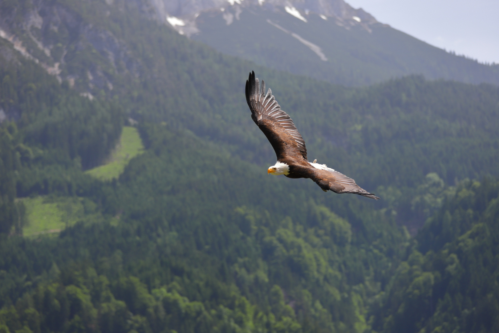 Greifvögel Foto & Bild | tiere, zoo, wildpark & falknerei, vögel Bilder ...