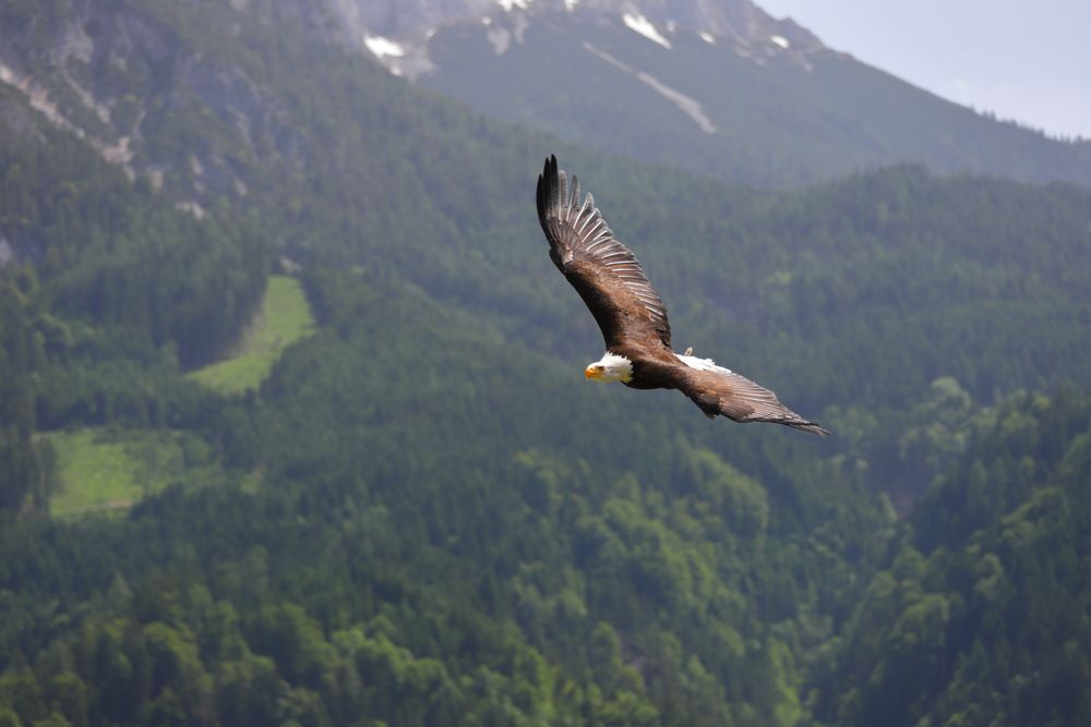 Greifvögel Foto & Bild | tiere, zoo, wildpark & falknerei, vögel Bilder ...