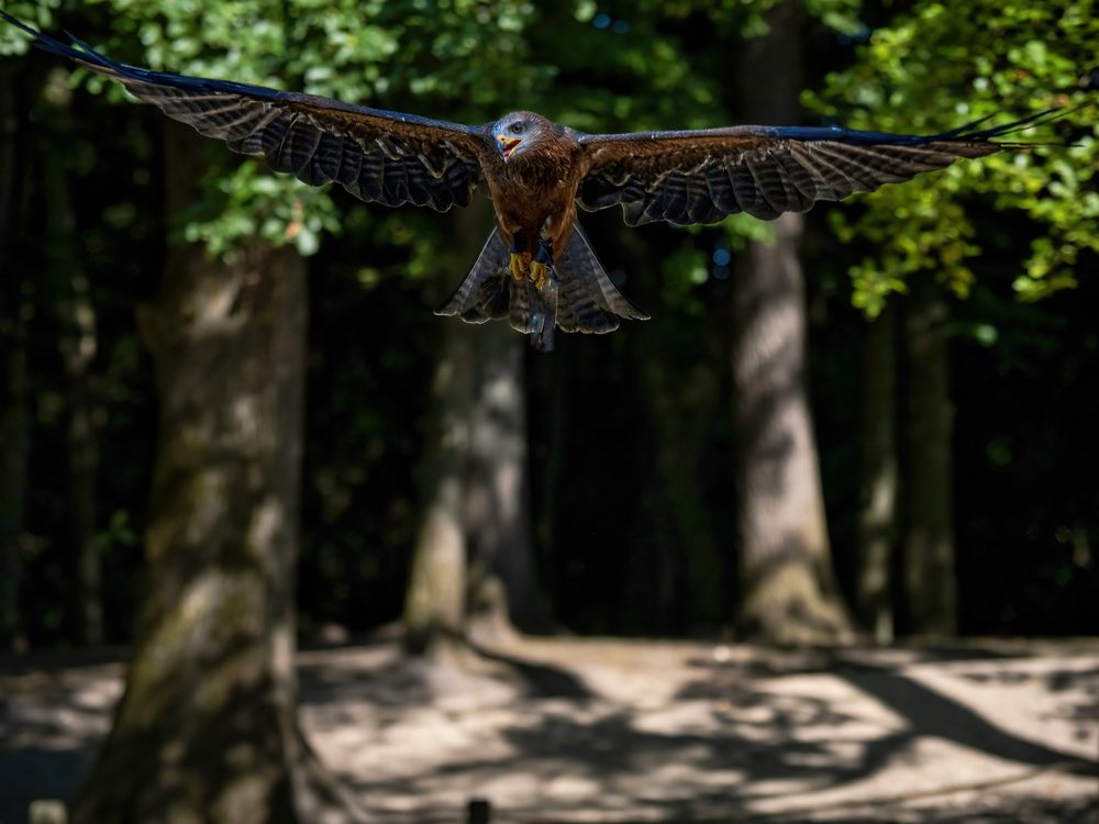 Greifvögel im Widpark Schwarze Berge Foto & Bild | natur Bilder auf fotocommunity