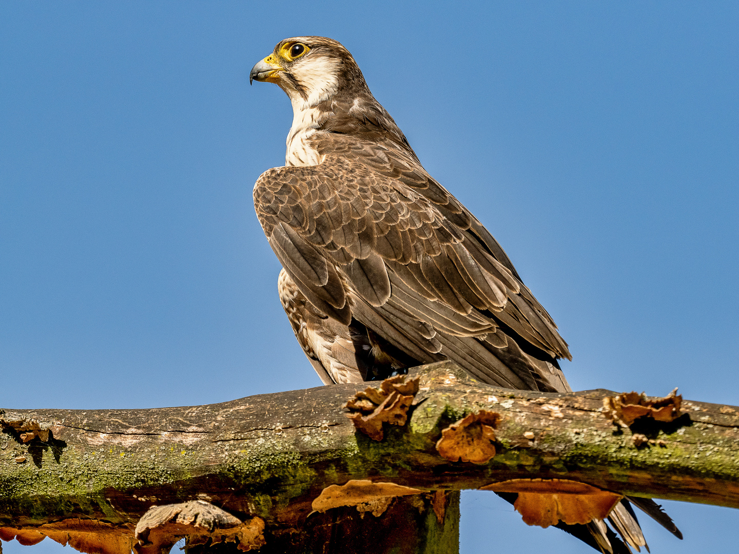 Greifvögel im Widpark Schwarze Berge Foto & Bild | natur Bilder auf fotocommunity