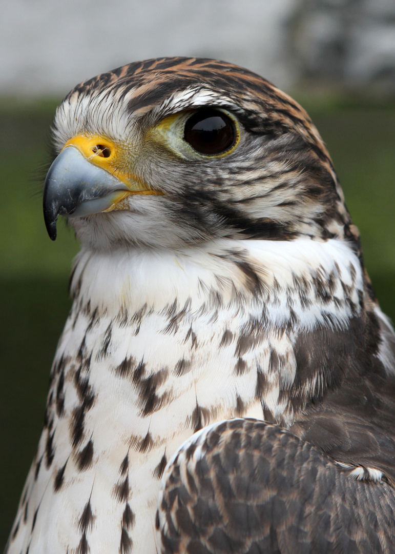 Greifvogel Foto & Bild | tiere, wildlife, wild lebende vögel Bilder auf ...