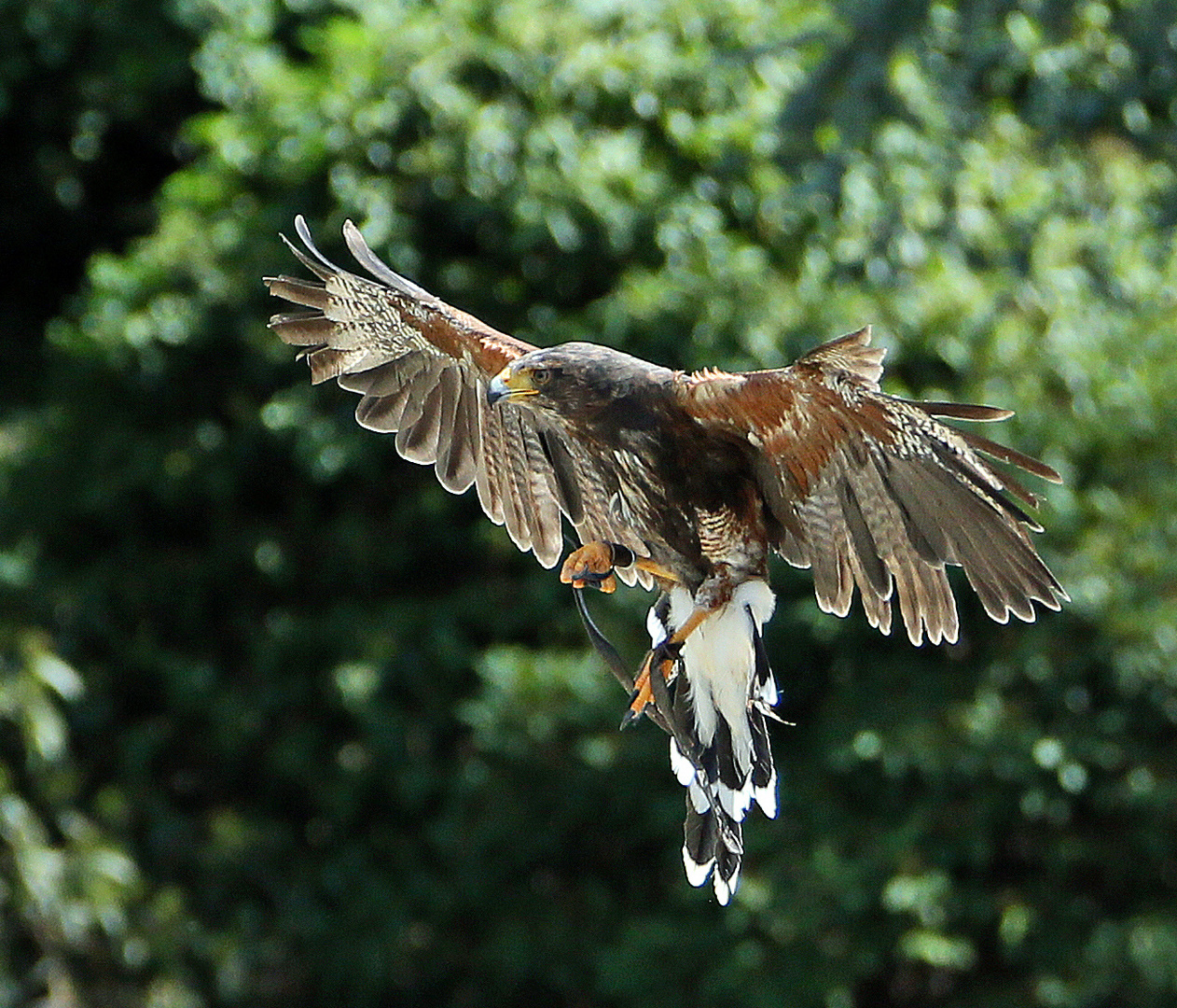 Greifvogel -2- Wüstenbussard Foto & Bild | bilder, fotos, natur Bilder ...