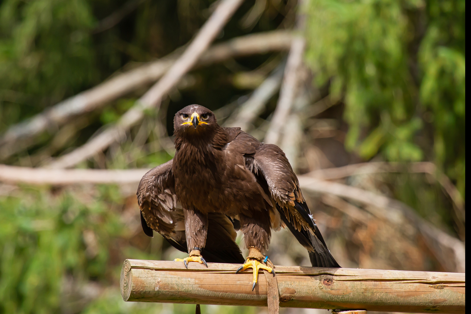 Greifvogel Foto & Bild | tiere, zoo, wildpark & falknerei, vögel Bilder ...