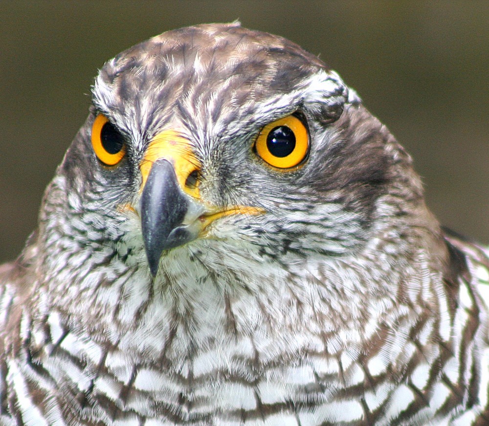 Greifvogel Foto & Bild | tiere, zoo, wildpark & falknerei, vögel Bilder ...