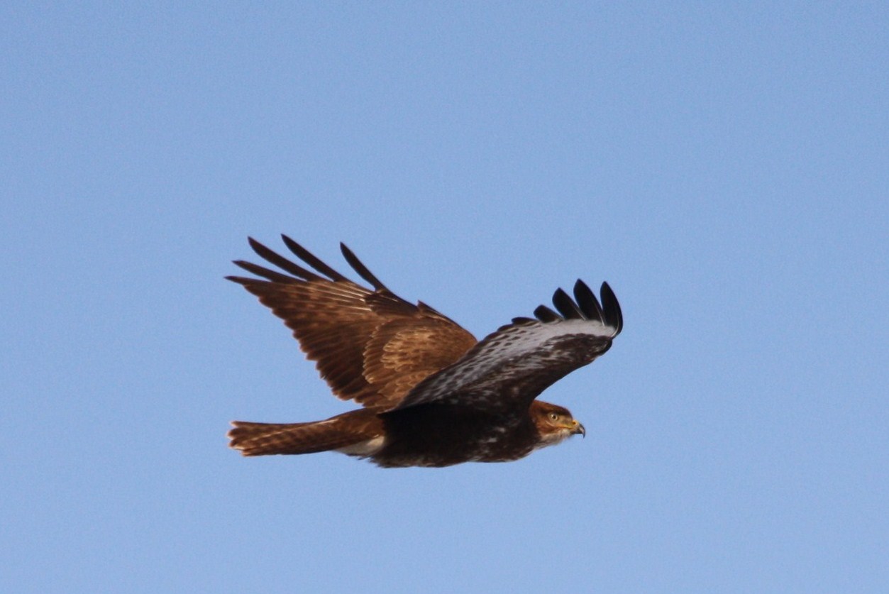 Greifvogel Foto & Bild | tiere, wildlife, wild lebende vögel Bilder auf ...