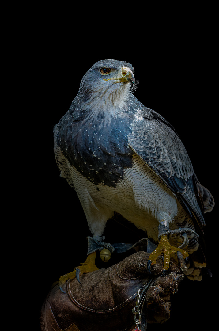 Greifvogel Foto & Bild | tiere, wildlife, wild lebende vögel Bilder auf ...