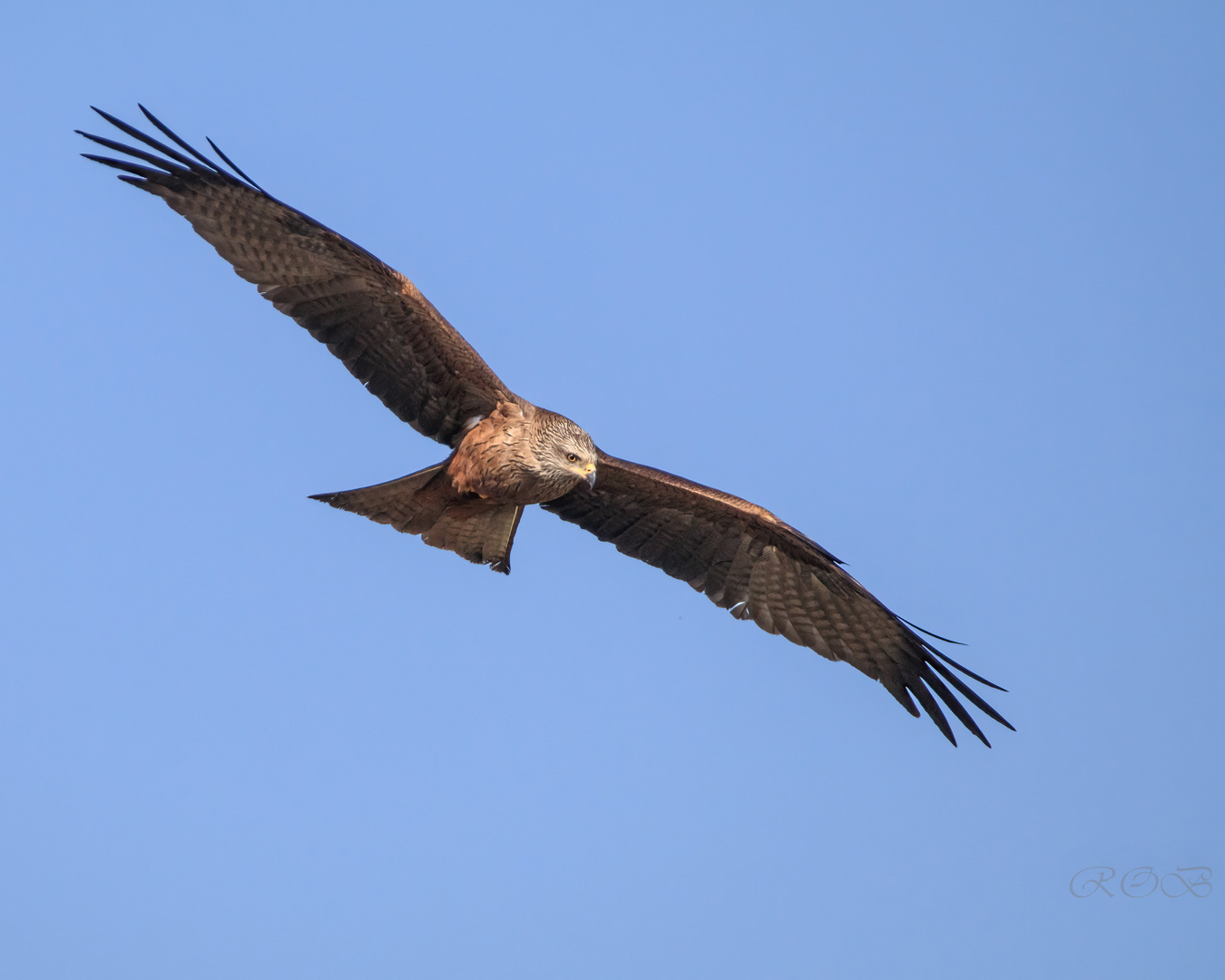 Greifvogel-65054-20220327 Foto & Bild | tiere, wildlife, wild lebende ...