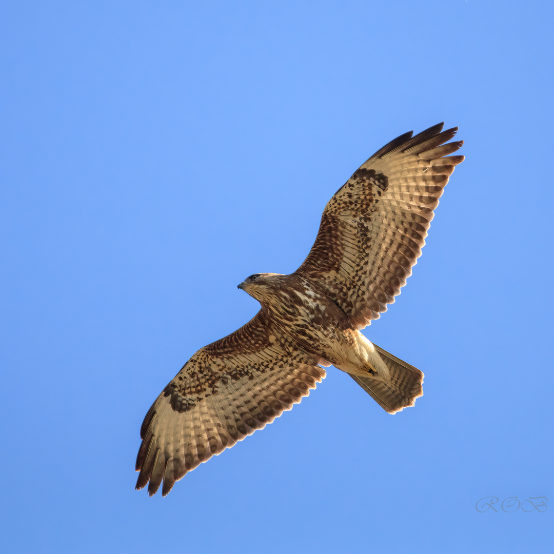 Greifvogel-65060-20220327 Foto & Bild | tiere, wildlife, wild lebende ...