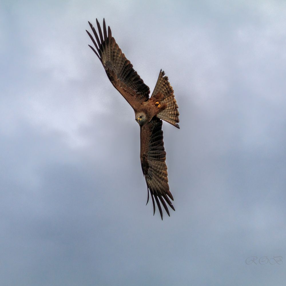 Greifvogel-67602-20220505 Foto & Bild | tiere, wildlife, wild lebende ...