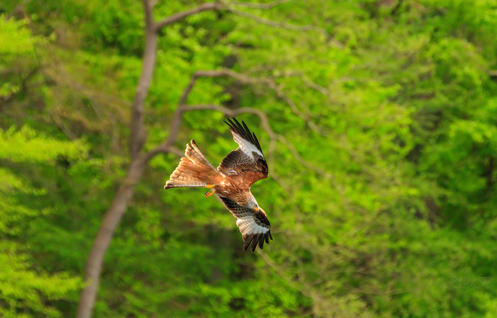 Greifvogel-72226-20220507 Foto & Bild | tiere, wildlife, wild lebende ...