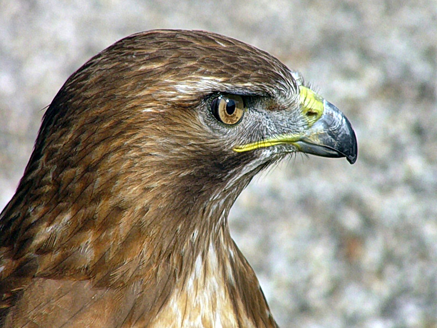 Greifvogel Foto & Bild | fotos, natur, portrait Bilder auf fotocommunity