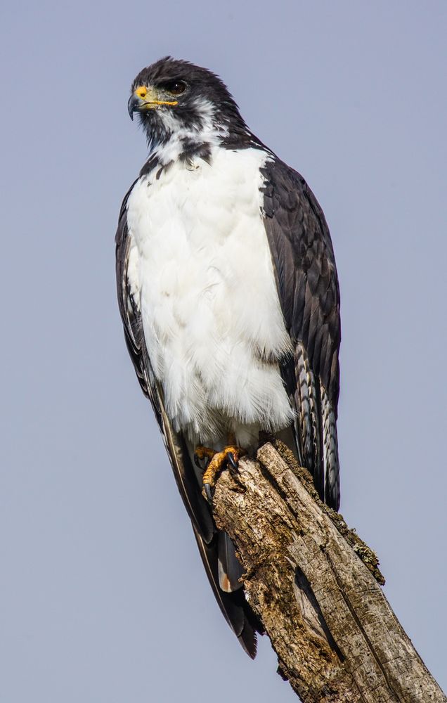 Greifvogel Foto & Bild | africa, eastern africa, tanzania Bilder auf ...
