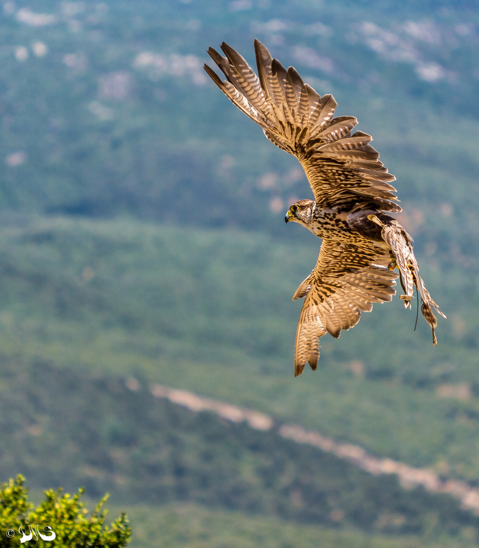 Greifvogel Foto & Bild | natur, flug, greifvogel Bilder auf fotocommunity