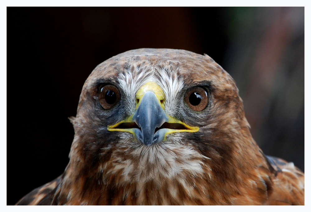 Greifvogel Foto & Bild | tiere, zoo, wildpark & falknerei, vögel Bilder ...