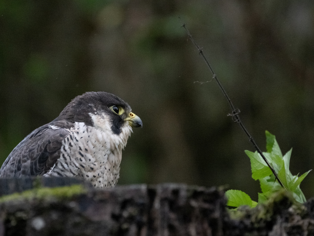 Greifvogel Foto & Bild | tiere, zoo, wildpark & falknerei, vögel Bilder ...