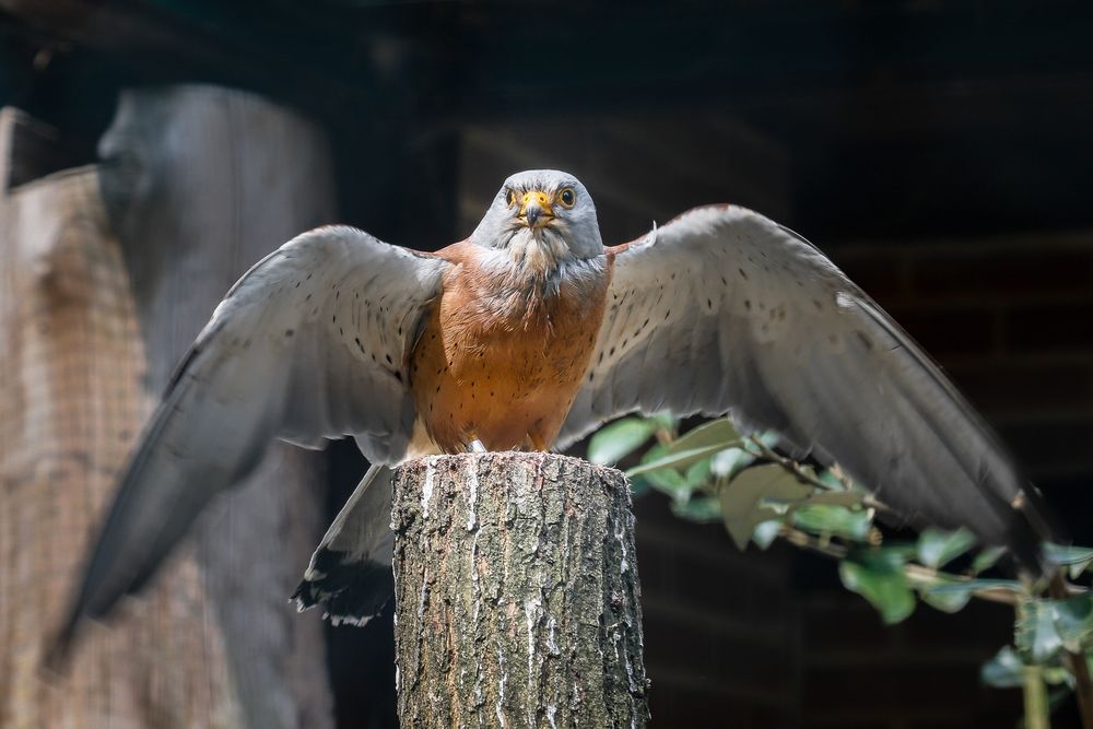 Greifvogel Foto & Bild | tiere, natur, vogel Bilder auf fotocommunity
