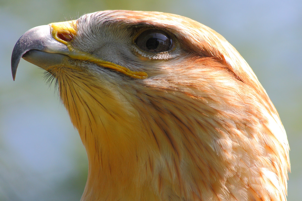 Greifvogel Foto & Bild | tiere, tierdetails, natur Bilder auf fotocommunity