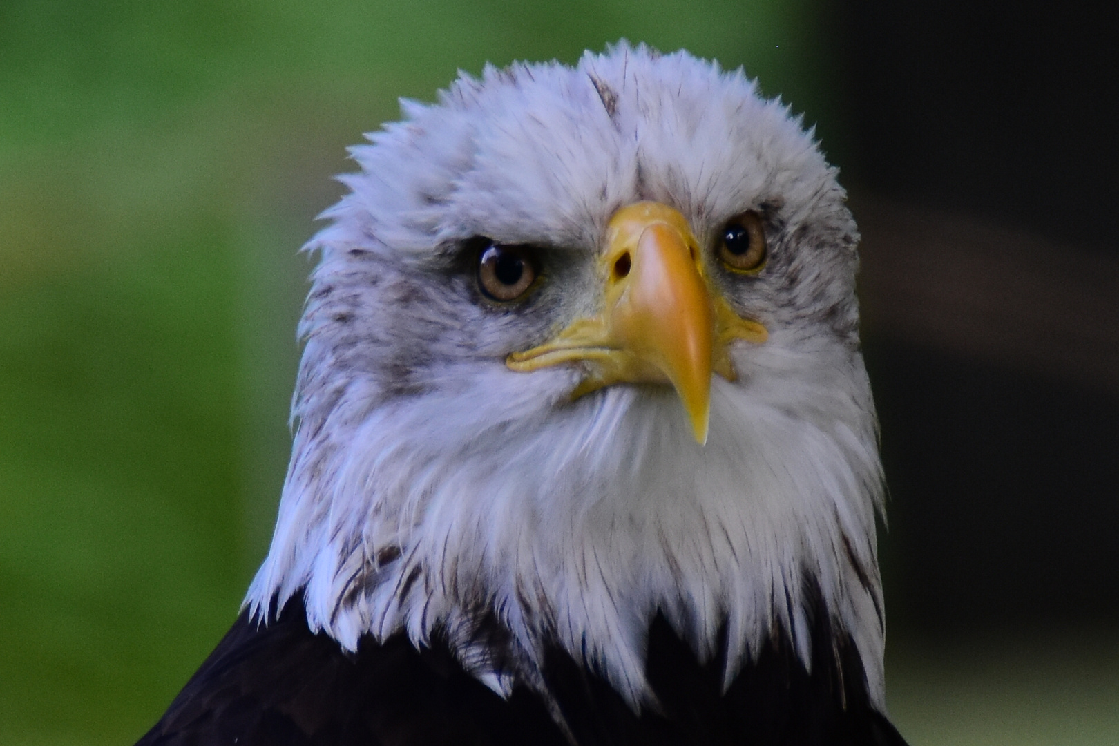 Greifvogel Foto & Bild | vogel Bilder auf fotocommunity