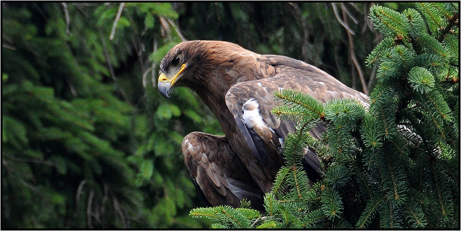 Greifvogel (?) Foto & Bild | tiere, zoo, wildpark & falknerei, natur ...