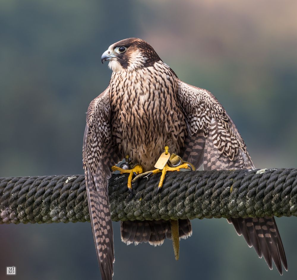 Greifvogel Foto & Bild | tiere, wildlife, wild lebende vögel Bilder auf ...