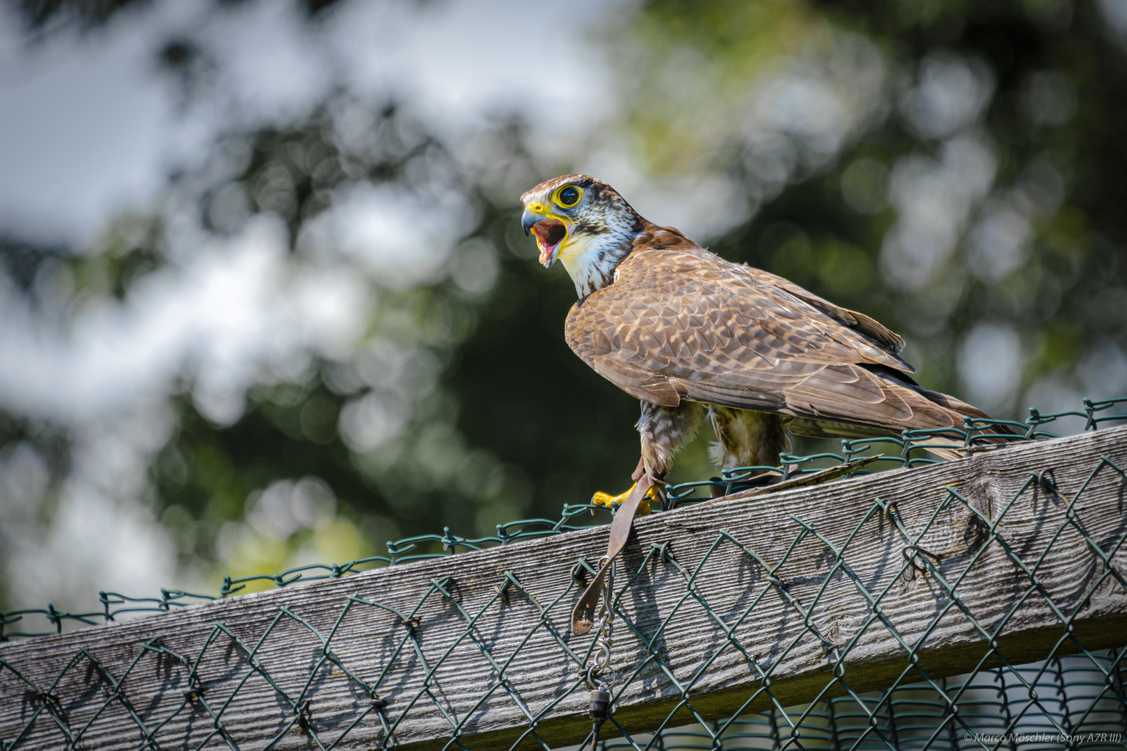 Greifvogel, Greifvogel-Park Buchs SG, Schweiz Foto & Bild | tiere, zoo ...
