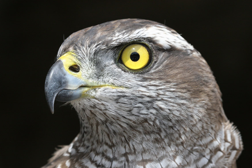 Greifvogel - Habicht Foto & Bild | tiere, zoo, wildpark & falknerei ...