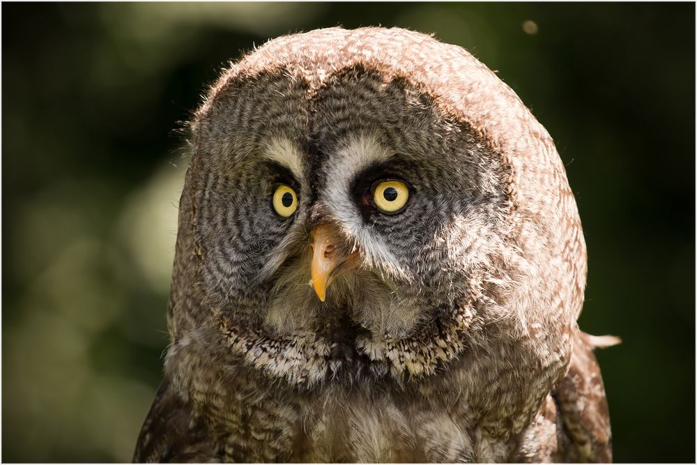 Greifvogelpark Foto & Bild | natur, vogel, eule Bilder auf fotocommunity