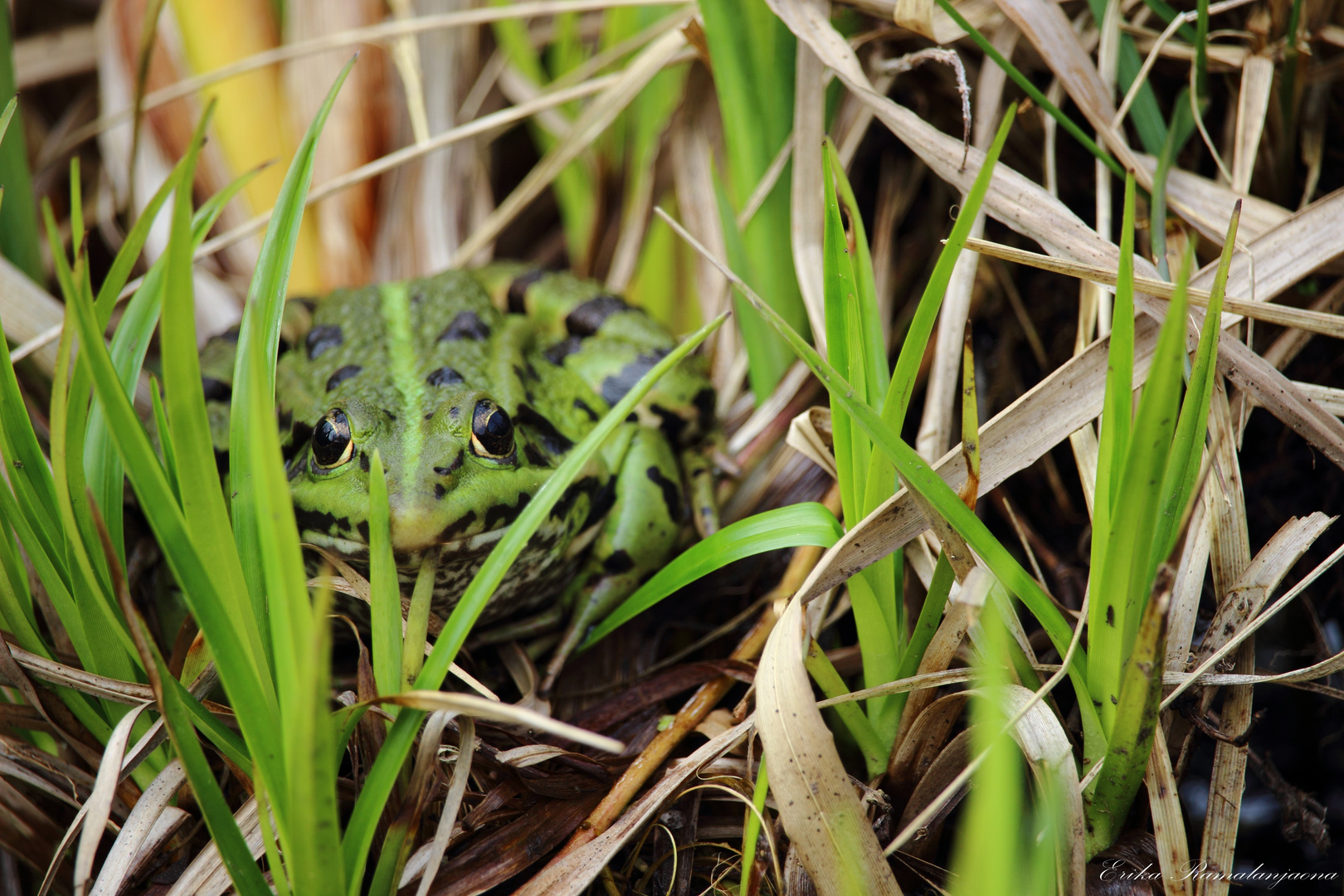 Grenouille 2 photo et image | nature, animaux, animals Images fotocommunity