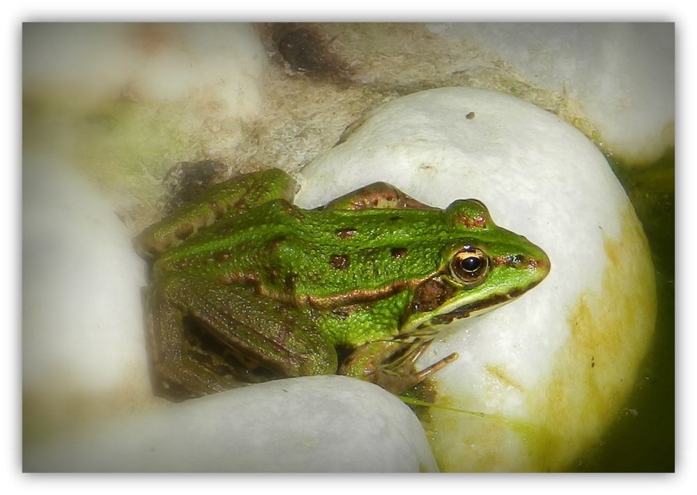 grenouille photo et image | macros Images fotocommunity
