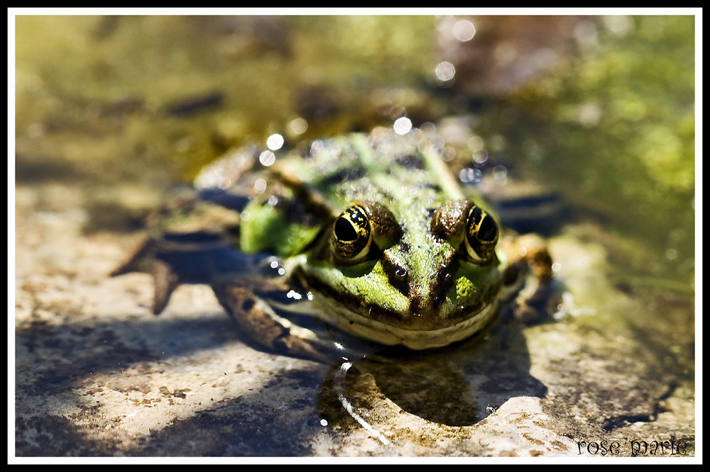 grenouille photo et image | animaux, reptiles, amphibiens, animaux ...