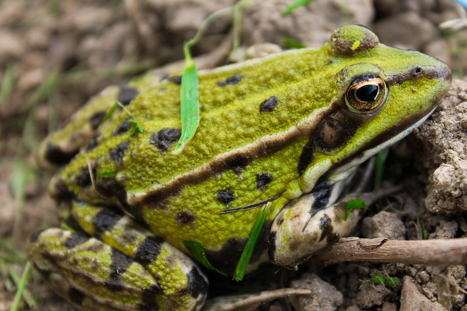 Grenouille photo et image | photographies, macro, animaux Images ...