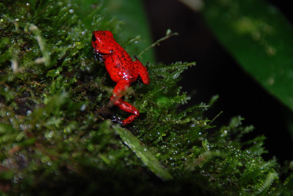 Grenouille du Costa rica photo et image | animaux, reptiles, amphibiens ...