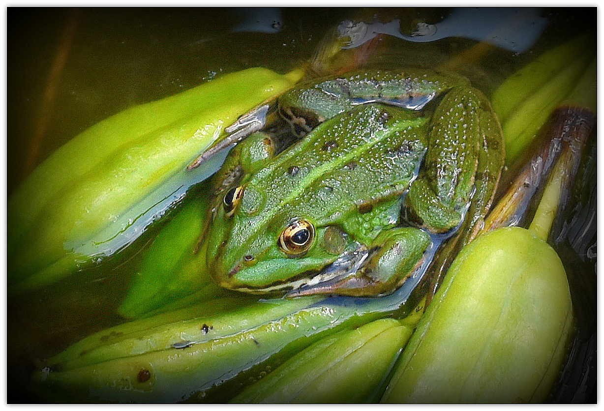 grenouille photo et image | nature, jardins Images fotocommunity