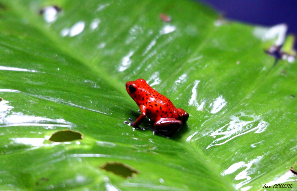 Grenouille rouge. photo et image | animaux, costa rica , nature Images ...