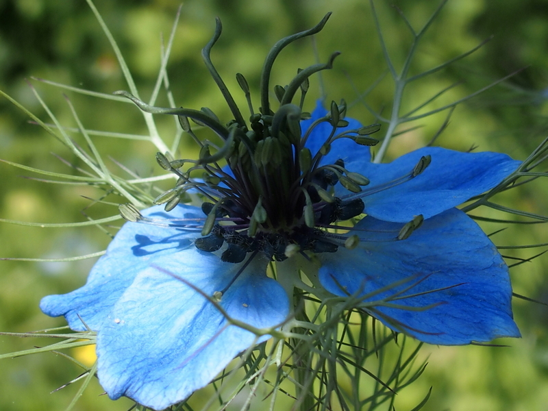 Gretchen im Busch 'Nigella damascena' Foto & Bild | pflanzen, pilze ...