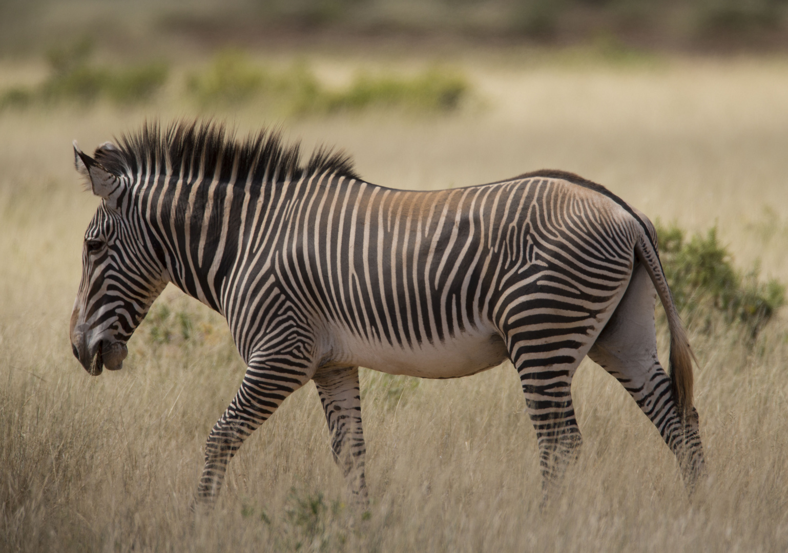 Grevy Zebra Foto & Bild | tiere, wildlife, säugetiere Bilder auf ...