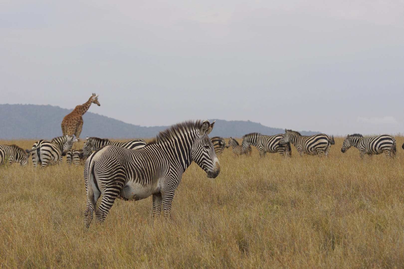 Grevyzebra Foto & Bild | africa, eastern africa, kenya Bilder auf ...