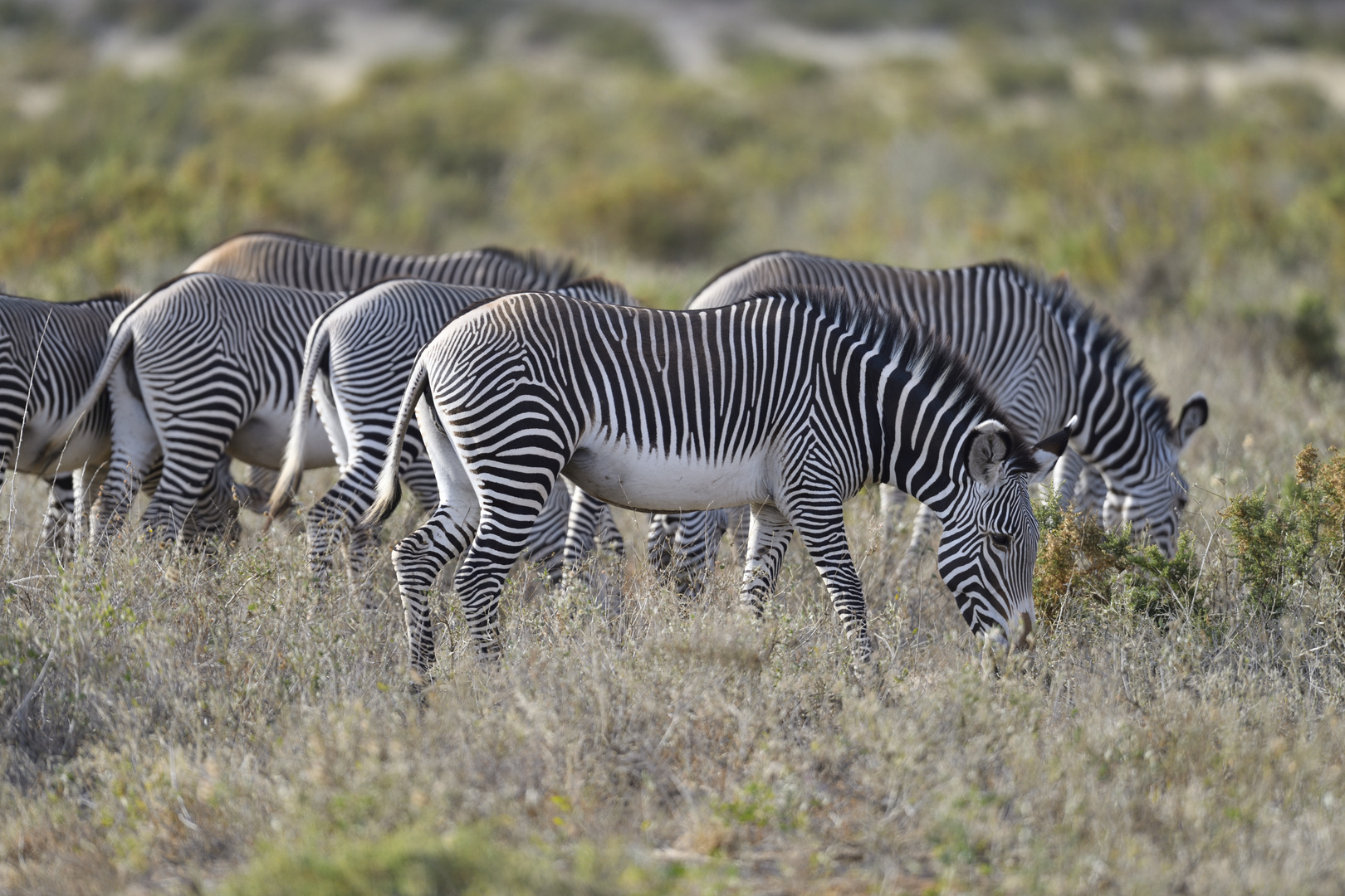 Grevyzebra Foto & Bild | africa, eastern africa, kenya Bilder auf ...