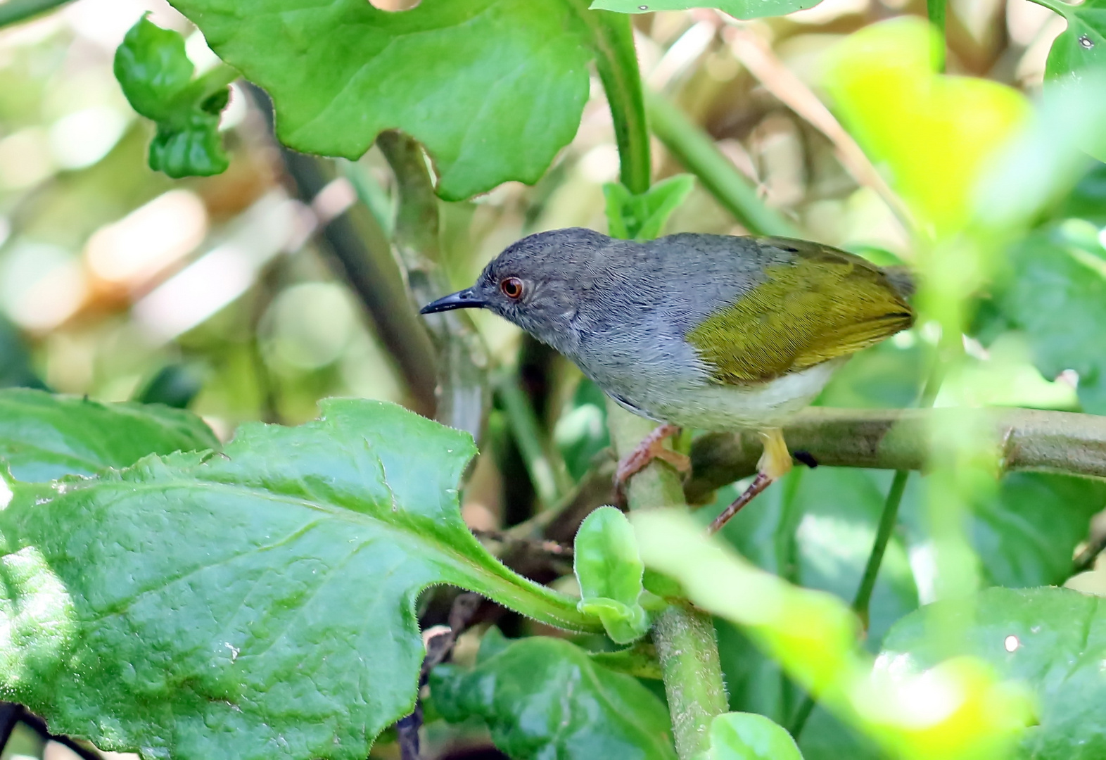 Grey-backed Camaroptera (Camaroptera brevicaudata) Foto & Bild | natur ...