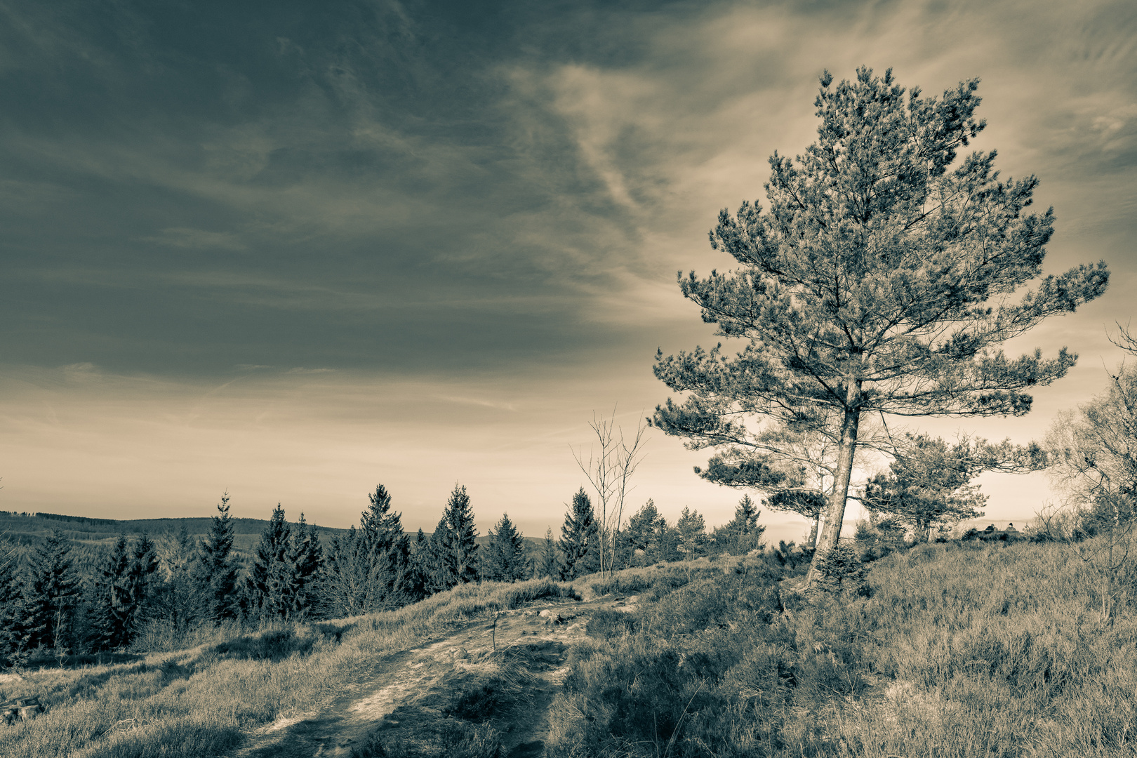 Grey Tree Foto & Bild | landschaft, lebensräume, wald Bilder auf ...