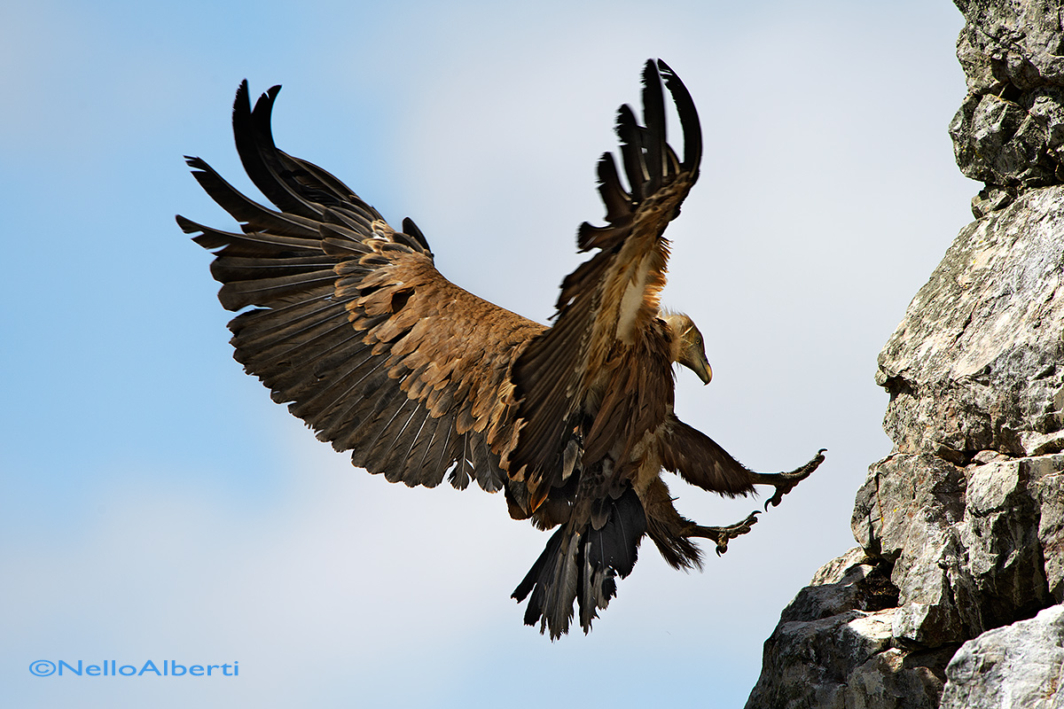 Grifone in atterraggio Foto % Immagini| animali, uccelli allo stato ...